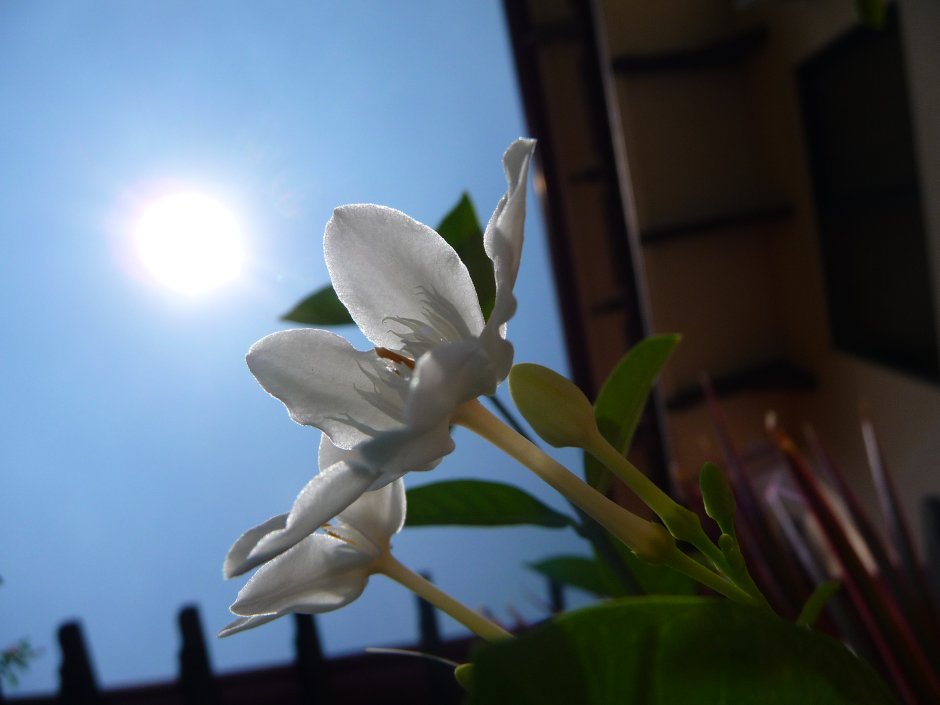 Booster C Energy Shot Review – Flair Candy